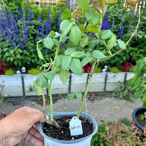 Rare New Rose. Red Juicy Terrazza. 红果汁flower Machine. Continue Blooming ...