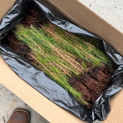 20 Loblolly Pine Tree Seedling Plugs Fast Growing Easy Planting - Etsy