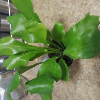 Plant Heat Pack - Etsy