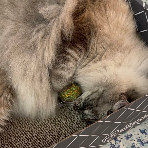 Catnip "nug" Cat Toys - Etsy