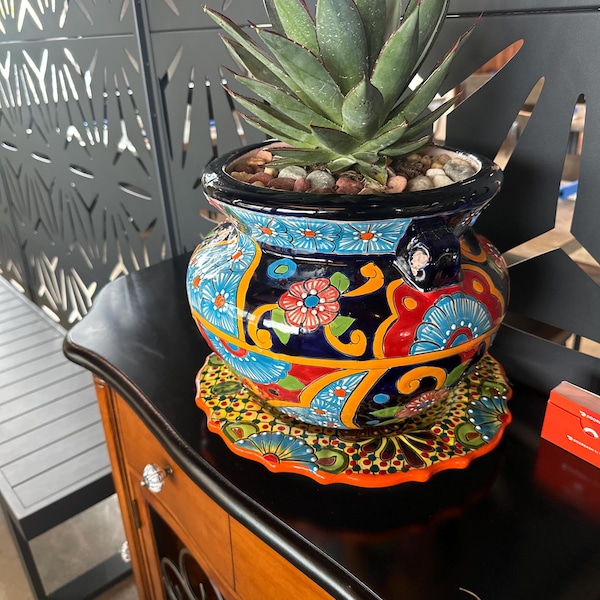 Blue Glow Agave | 3 Gallon | Live Succulent Plant | Cactus | Indoor ...