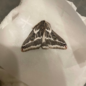 Agapema Anona Saturn Moth Saturniidae Arizona - Etsy