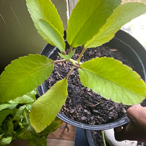 Miracle Leaf, Leaf of Life, Plant (organic) - Etsy