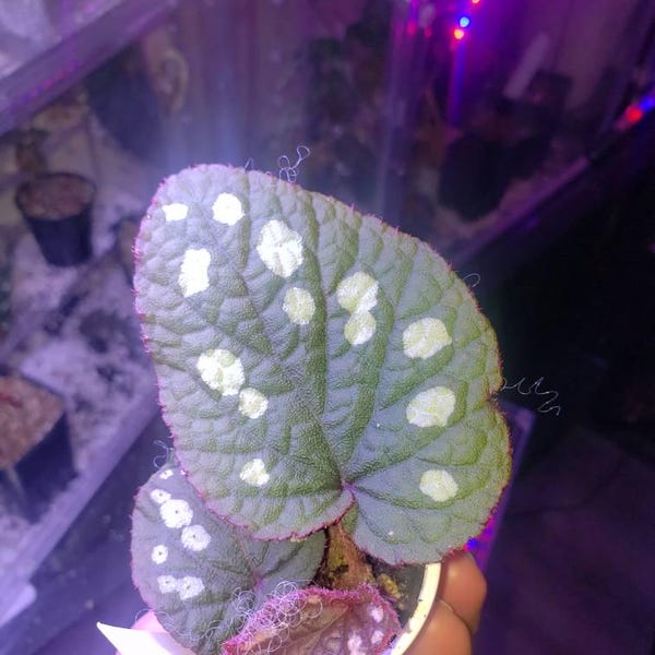 Begonia Mantuk, Terrarium Species From Papua New Guinea, 2 Inch Potted ...