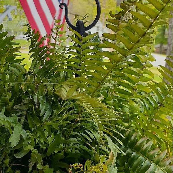 Cross, Hand Forged, Frederick's Cross - Wall Hanging, Decorative, Hand ...