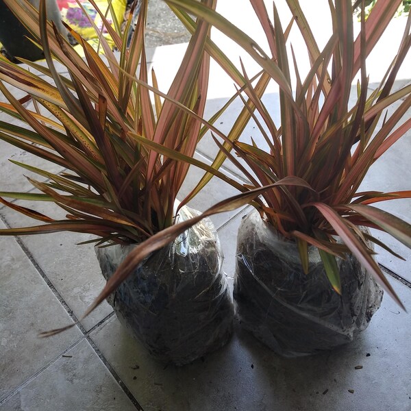 Phormium Tenax Amazing Red New Zealand Flax Plant One Gallon - Etsy