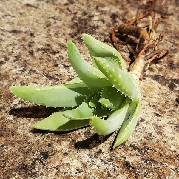 Aloe Brevifolia Alligator Crocodile Plant Rooted Young Pup FREE ...