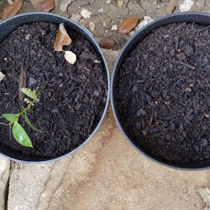 Organic Red PIGEON PEAS Gunga Pea 50 Seeds Cajanus Cajan Gandul Lazaro ...