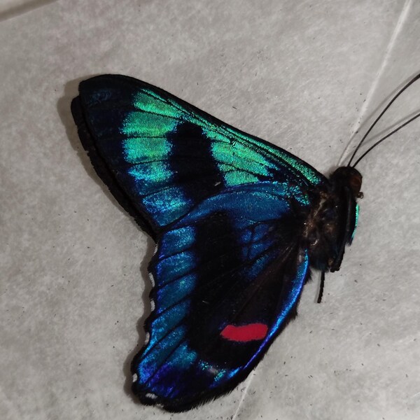 Morphidae - Morpho Theseus Juturna - Mounted - Insects for Your Art ...