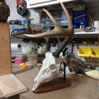 European Table Top Skull Mount. Walnut - Etsy