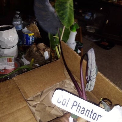 Canna Maui Punch PP23931 - Etsy