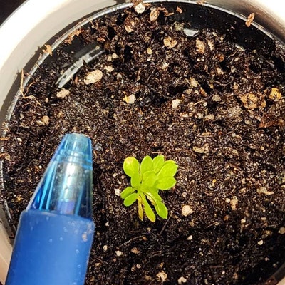 Natural Forest Mulch/humus organic Additive for Soils and Substrates - Etsy