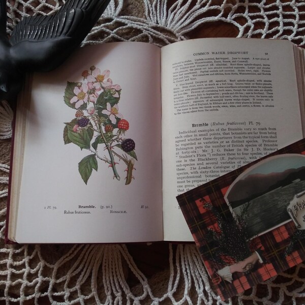 MINNIE BAKER, Edwardian Actress, Fashion, Antique Real Photo Postcard ...