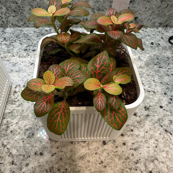 Fittonia Sp. Yellow Skeleton - Nerve Plant - Easy Plants - Beginner ...