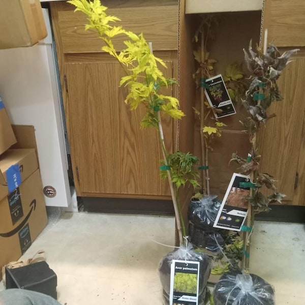Acer Palmatum 'nebula' Japanese Maple | Rare Reticulated Acer | Pink ...