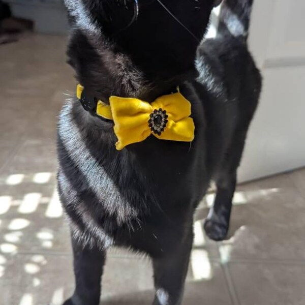 Pearl Cat Collar/sky Blue Cat Collar/light Blue Collar/puppy and Kitten ...