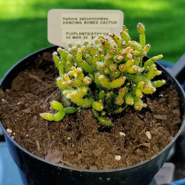 Dancing Bones Cactus: Hatiora Salicornioides Succulent - Etsy