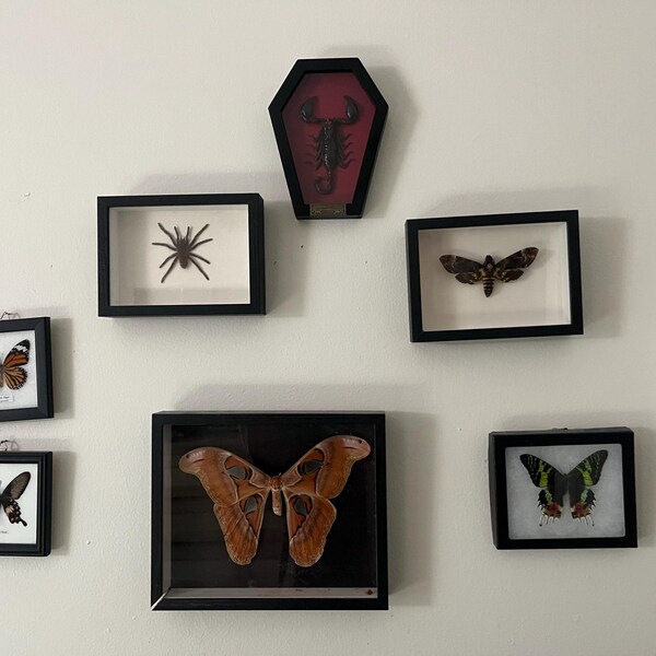 Real Framed Spider Tarantula Bird Eating Insect Shadow Box Taxidermy ...