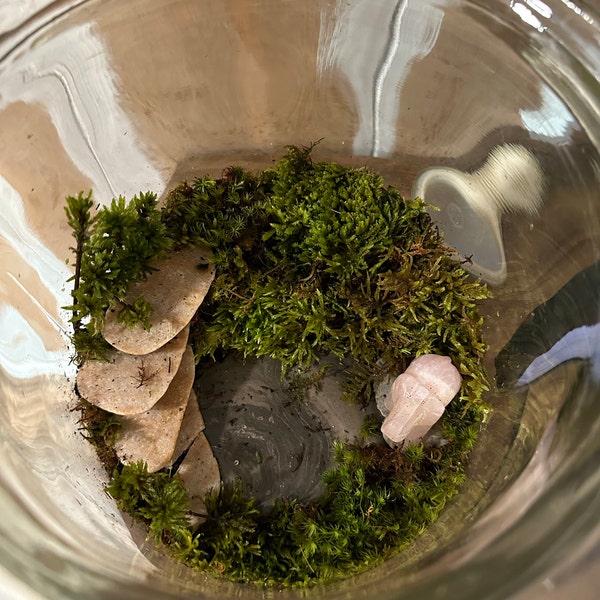 Fossil Soup, Pack Stone, Bryozoan Hash | Souvenir - Etsy