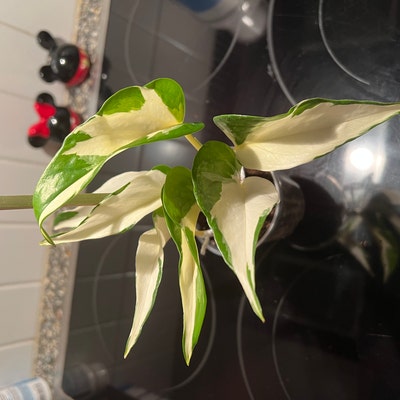 Epipremnum Aureum japanese Global Pothos Fully Rooted Extremely Rare ...