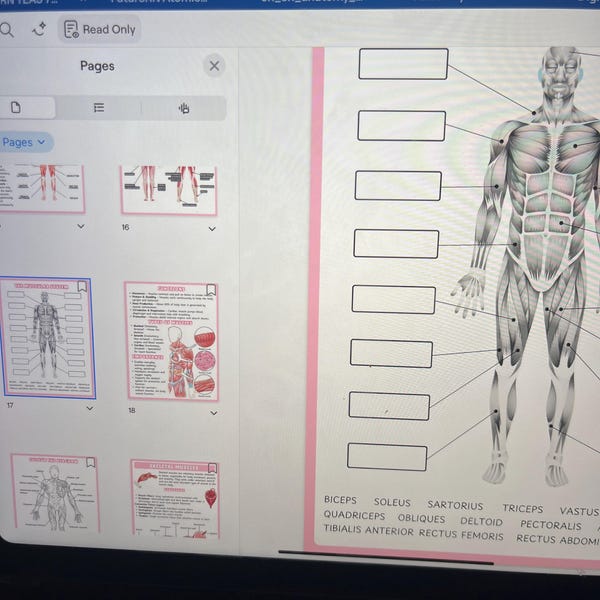 Anatomy and Physiology Notes Mega Bundle Vol 1 & 2 | Human Anatomy ...