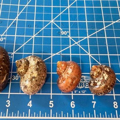 Small Hebrew Cone Seashells Conus Ebraeus 5 Shells Approx. 0.75 Inches ...