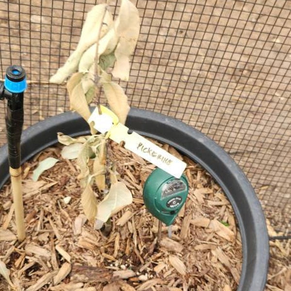 Donnie Avocado Tree , Grafted in 3 Gallon Pot, No Ship to HI - Etsy
