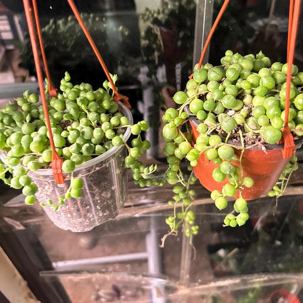 Large Neon Pothos Hanging House Plant Trailing Indoor Plant in 6 Pot - Etsy