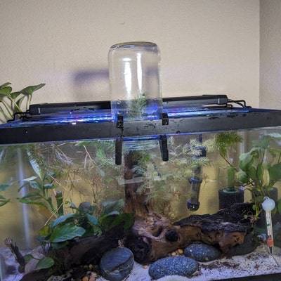 Adjustable Betta Hoop Betta Olympics Training Beginner - Etsy