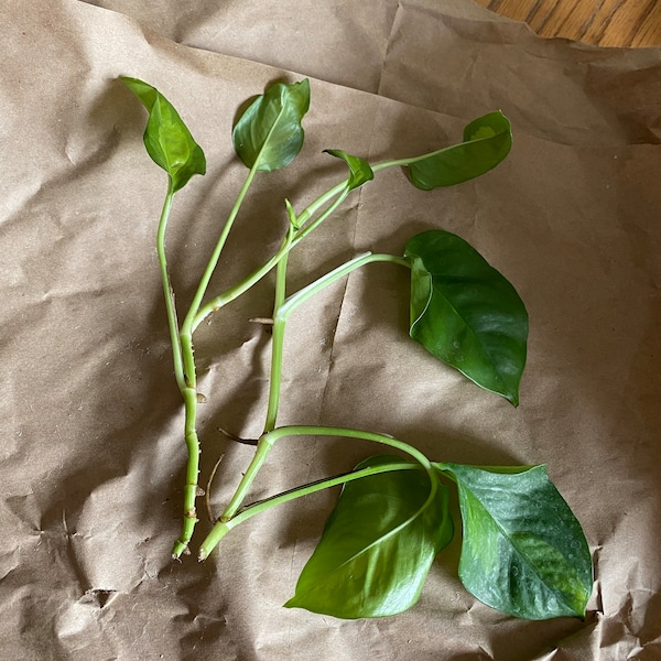 Global Green Pothos | Epipremnum Pinnatum | LIVE House Plant | Nodes ...