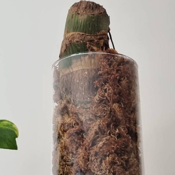 Flame Tree Seed Pods - Etsy