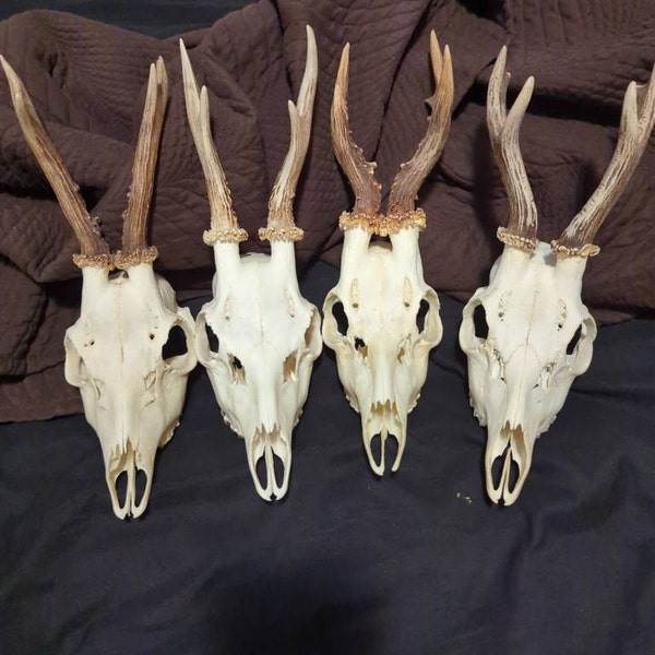 Big Mouflon Mountain Sheep Ram Skull With Very Horns 21,7 European ...