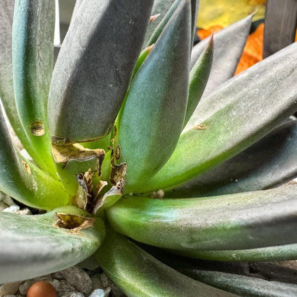 Sandstone Vygie Pink Oscularia Deltoides, RARE Hardy Succulents With ...