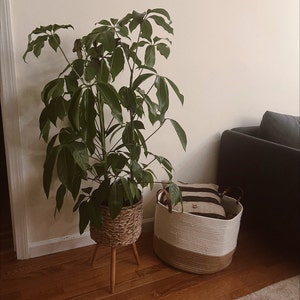 Boho Vintage Cat Tail Woven Plant Stand - Etsy