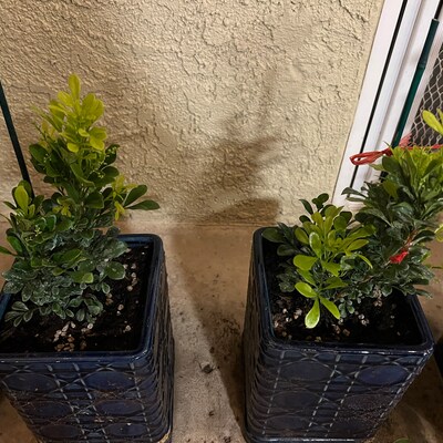 Chinese Perfume Tree, Chinese Rice Flower, in 4 Pot Aglaia Odorata - Etsy