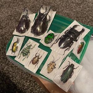 Complete Beetle Mounting Kit Beetle Spreading and Pinning Kit specimen ...