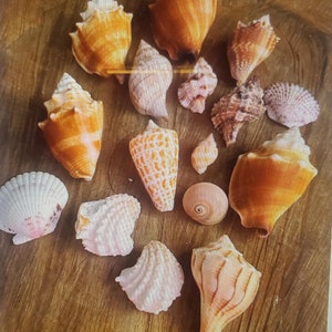 RARE Authentic 13 Piece Florida Fossilized Seashell Collection W ...