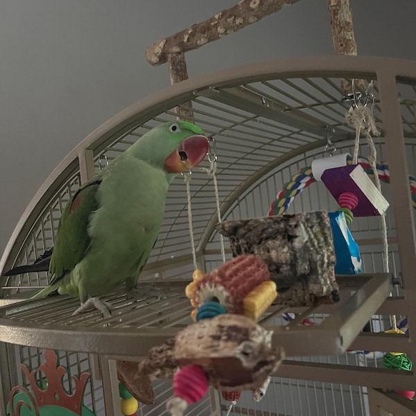 Balsa Cube Trio W/corks - Soft, Natural Balsa Wood Bird Toy - for Small ...