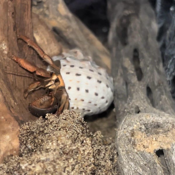 Nessastores Mexican Deep Sea Shell Beach Craft Scallop 2 1/2 3 20 PCS ...