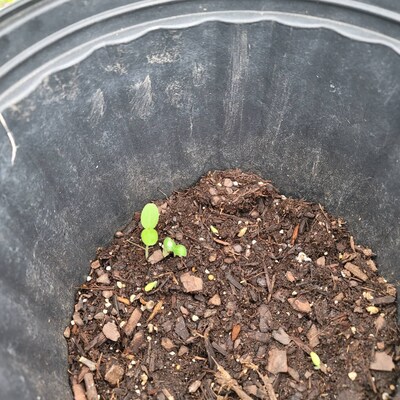 Malabar Spinach, Green, Alugbati, Vietnamese Spinach, Pui, Poi Saag ...