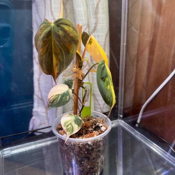 Scindapsus Salamount; Variegated Scindapsus Pictus Dark Cloud Salamount ...