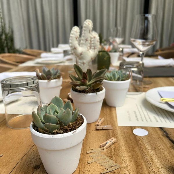 Succulent Party Favors, Baby Shower Favors, Birthday Party Favors ...