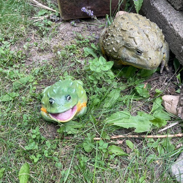 Handmade Polymer Clay Angry Screaming Black Desert Rain Frogs Figurine ...