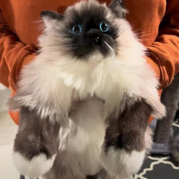 Mini Cat Backpacks-handmade Realistic Stuffed Cat Companion Gift for ...