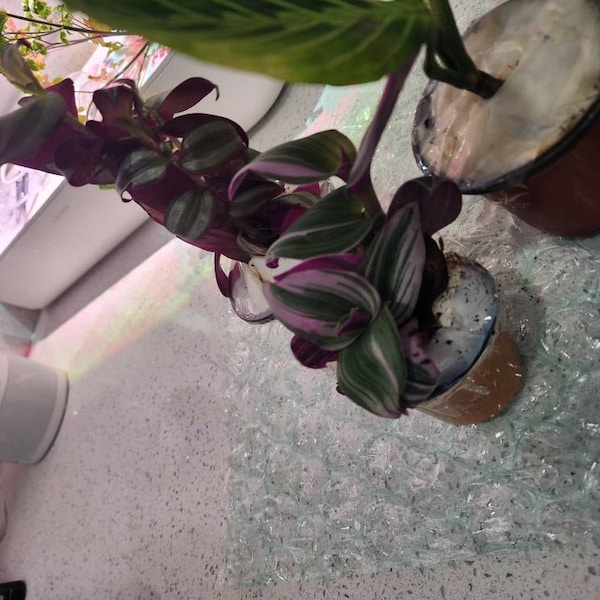 Rare Pothos Cuttings Mix Golden Pothos / Heart Leaf Philodendron ...