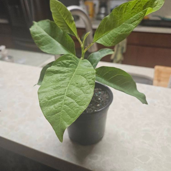 Yellow Flower, Magnolia Champaca, Michelia Champaca in 6" or 4" Pot ...