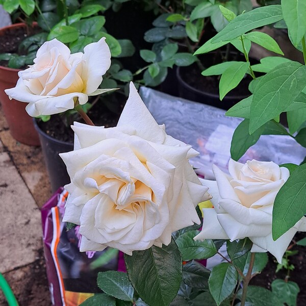 Rosa 'mum in a Million' Potted Rose - Fragrant Pink Beautiful Blooms ...