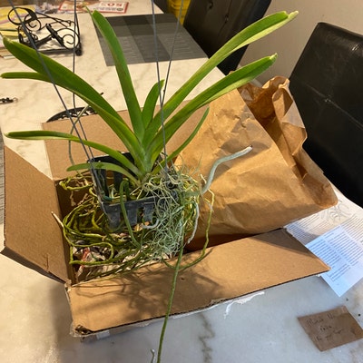 Live Orchid Vanda Flower Plant From Hawaii Exotic Blue/purple/pink/red ...