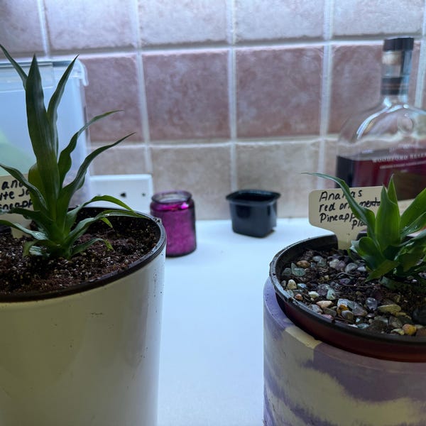 Ananas Red Florida Special (pineapple) Starter Plant **(ALL Plants ...