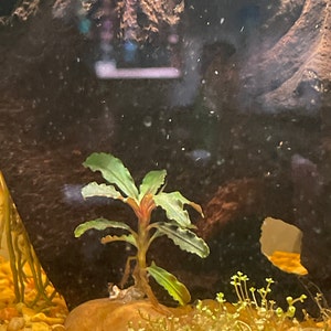 BUY 2 GET 1 FREE Bucephalandra Buce Godzilla Kedagang Red Easy Live ...